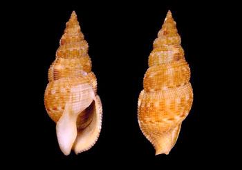 蛾螺总科 Buccinacea 蓝色动物学（中国动物学科普）